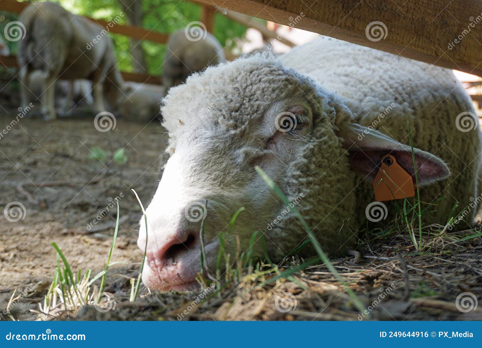 Sheep Laying on a Ground - Close-up on Head Stock Photo - Image of head ...