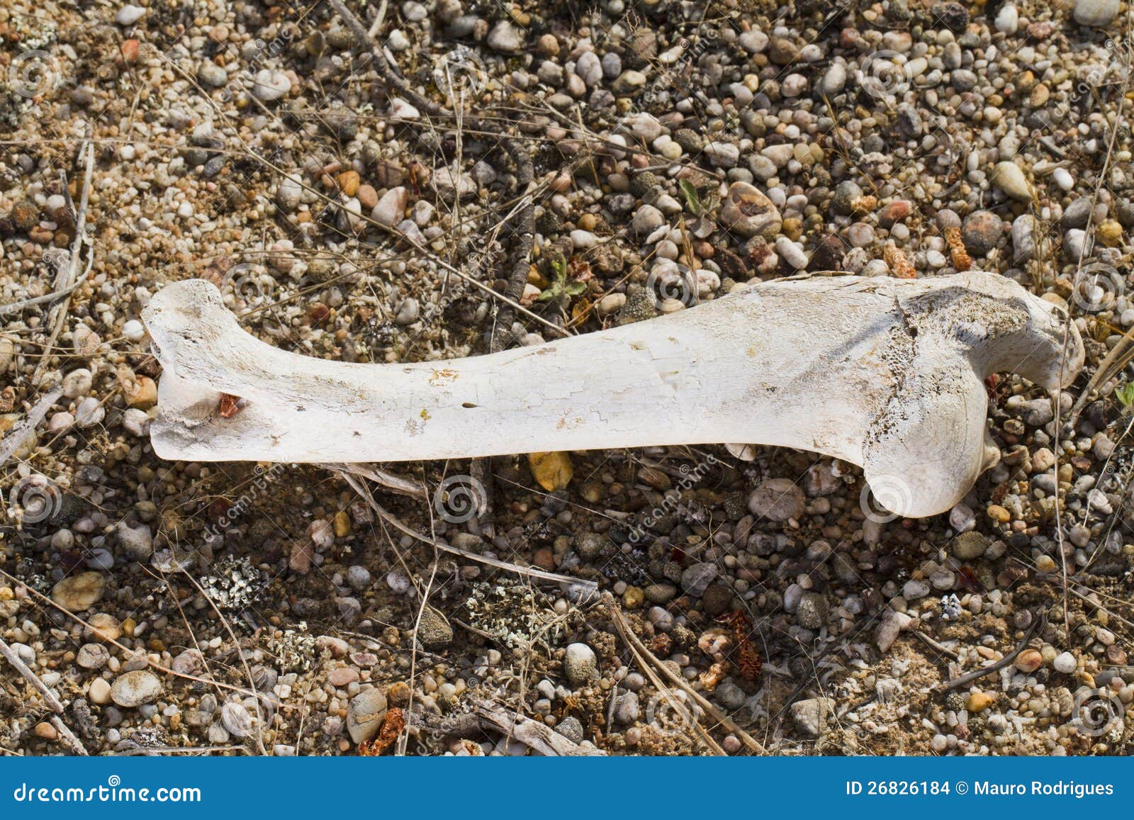 Sheep leg bone stock photo. Image of scary, biology, dirt - 26826184