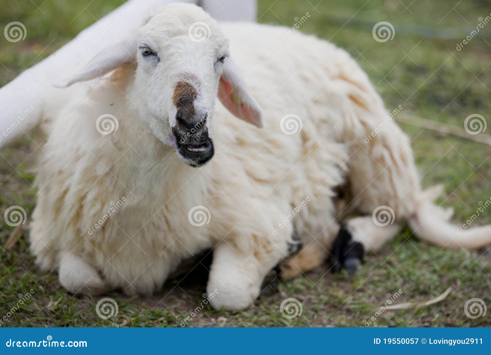 Sheep lie down on grass stock image. Image of object - 19550057