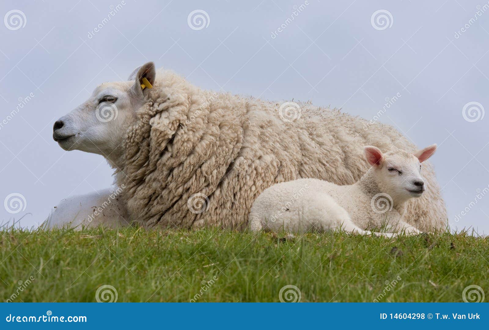 Sheep with Little Lambs, Resting in the Grass Stock Photo - Image of ...