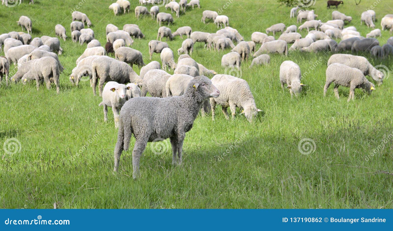 Sheep in Livestock Grazing in Spring Stock Photo - Image of nature ...
