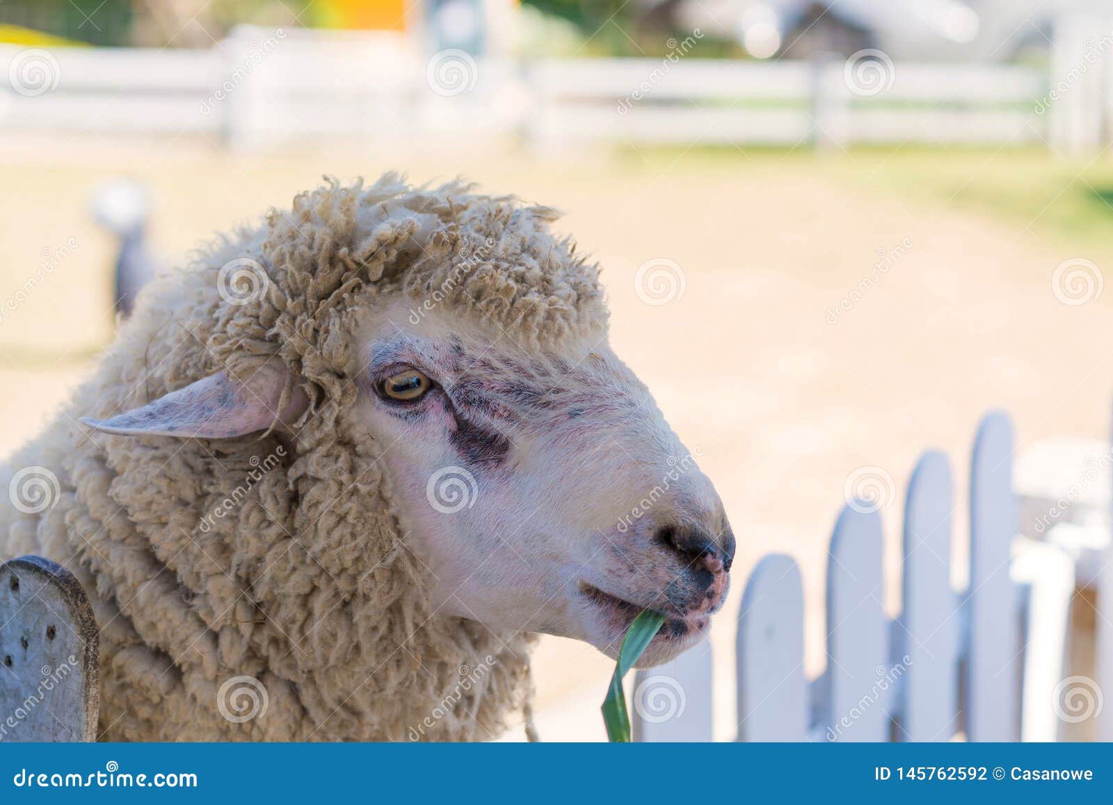 Sheep Long Wool on the Farm, Close Up Stock Photo - Image of fleece ...