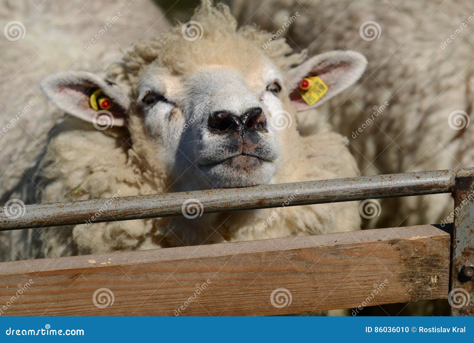 Sheep Look stock photo. Image of inquisitive, sheeps - 86036010