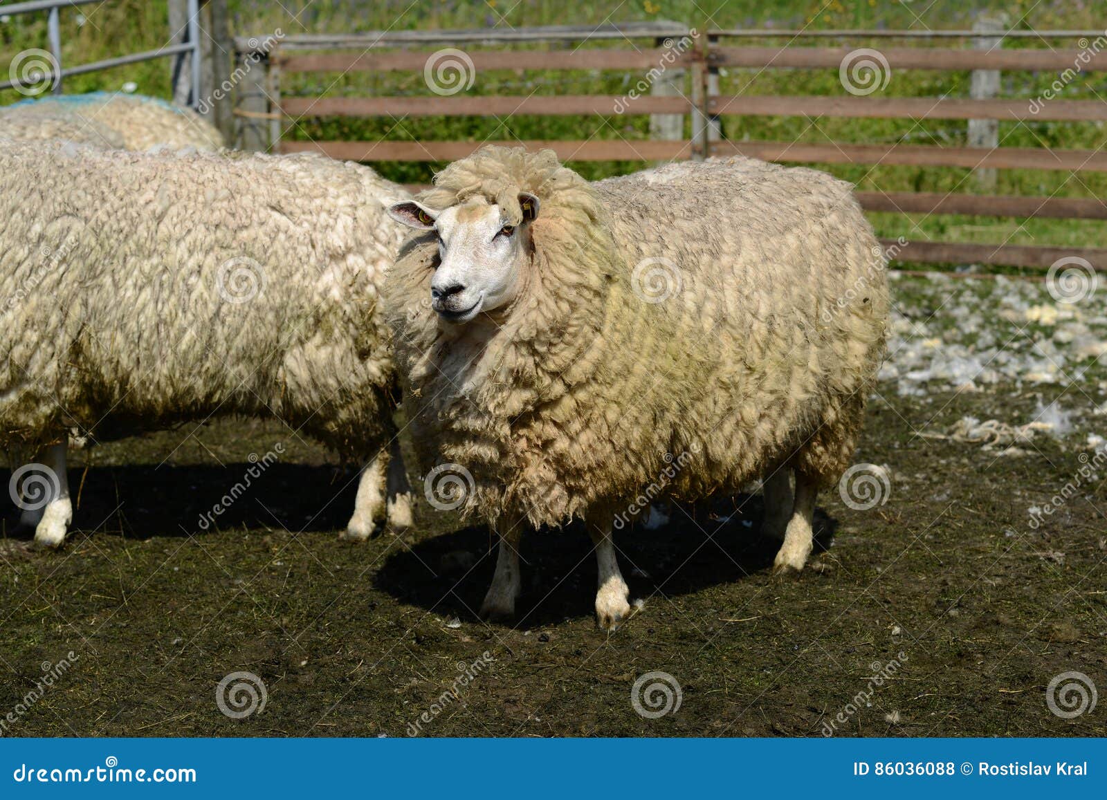 Sheep Look stock photo. Image of outdoors, group, sheeps - 86036088