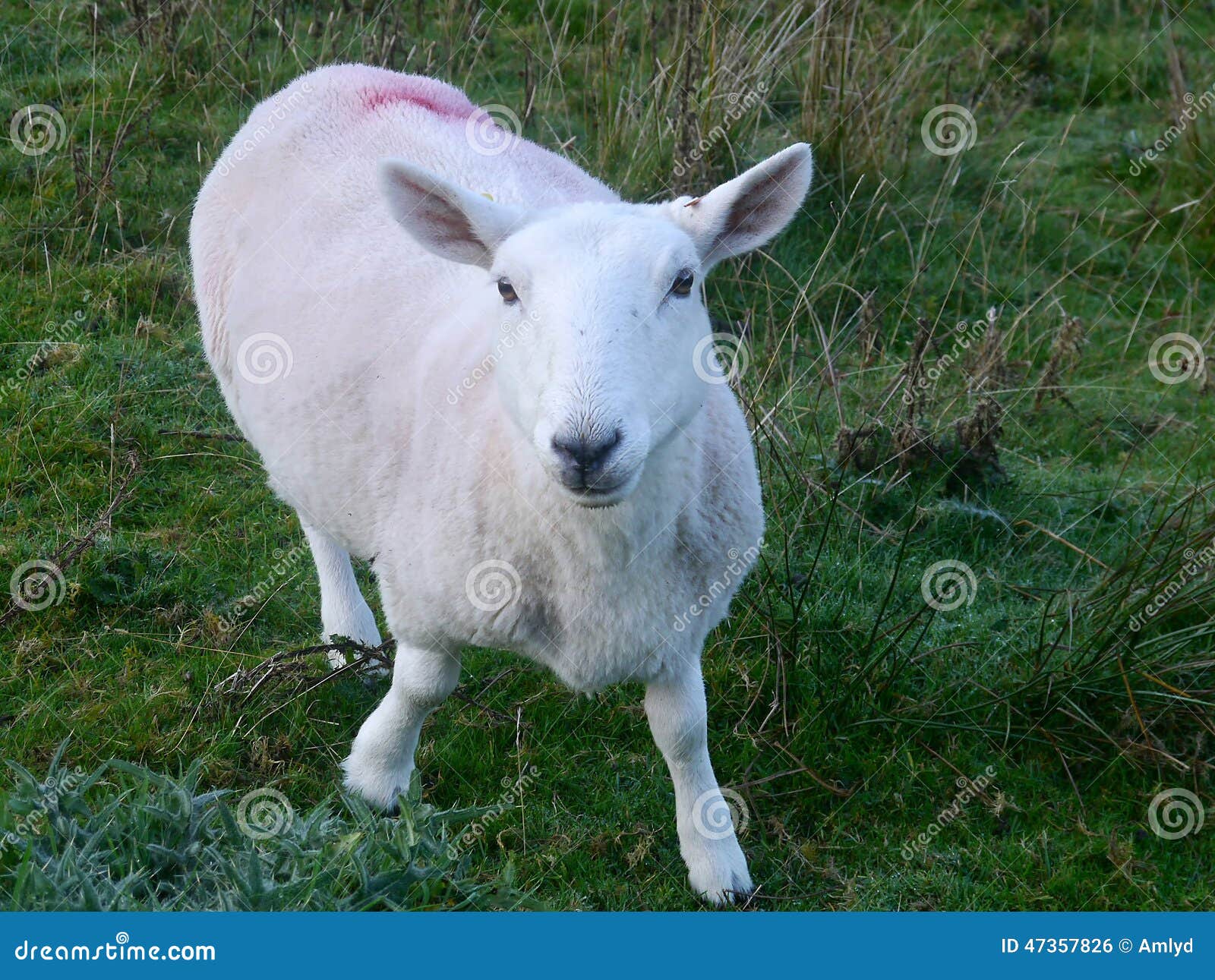 Sheep Looking Alert and Inquisitive Stock Photo - Image of cute ...