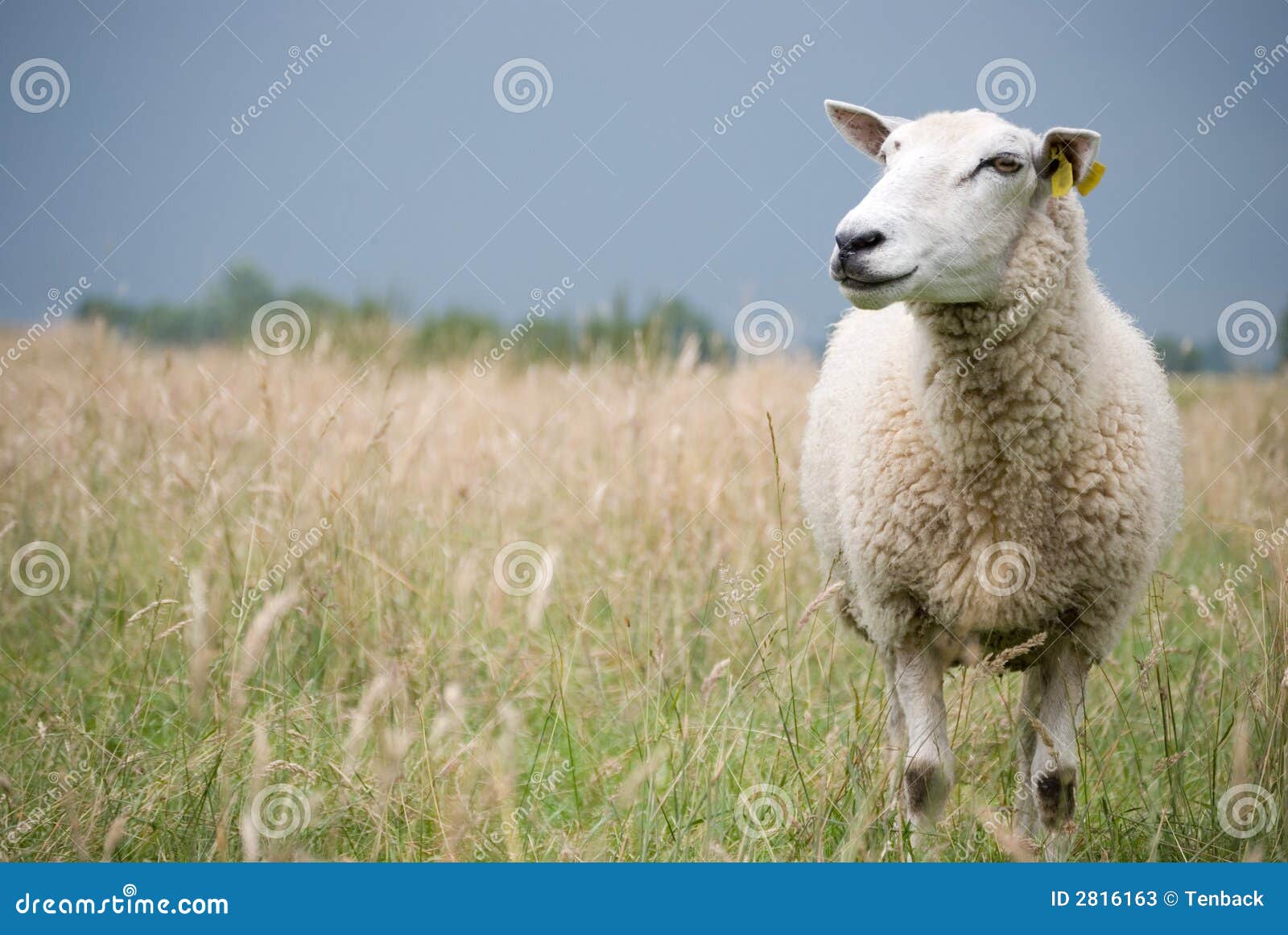 Sheep Looking At Scenery Stock Photography | CartoonDealer.com #82957730