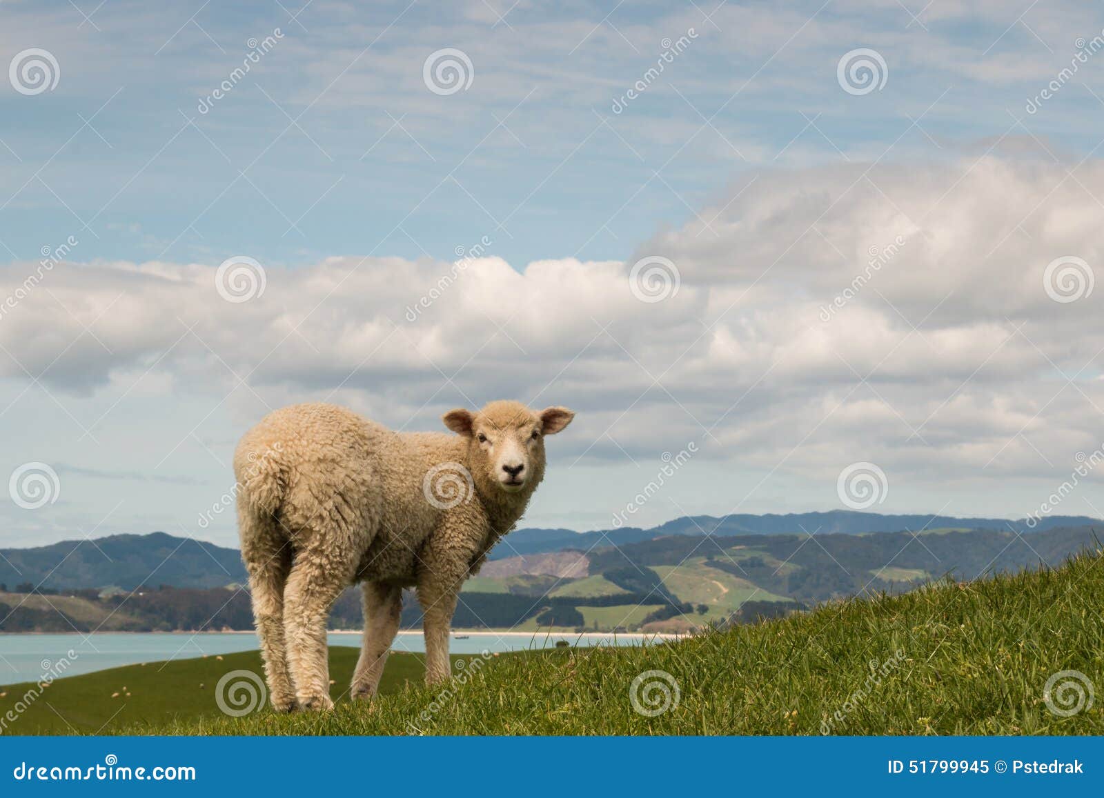 Sheep looking back stock image. Image of back, meadow - 51799945