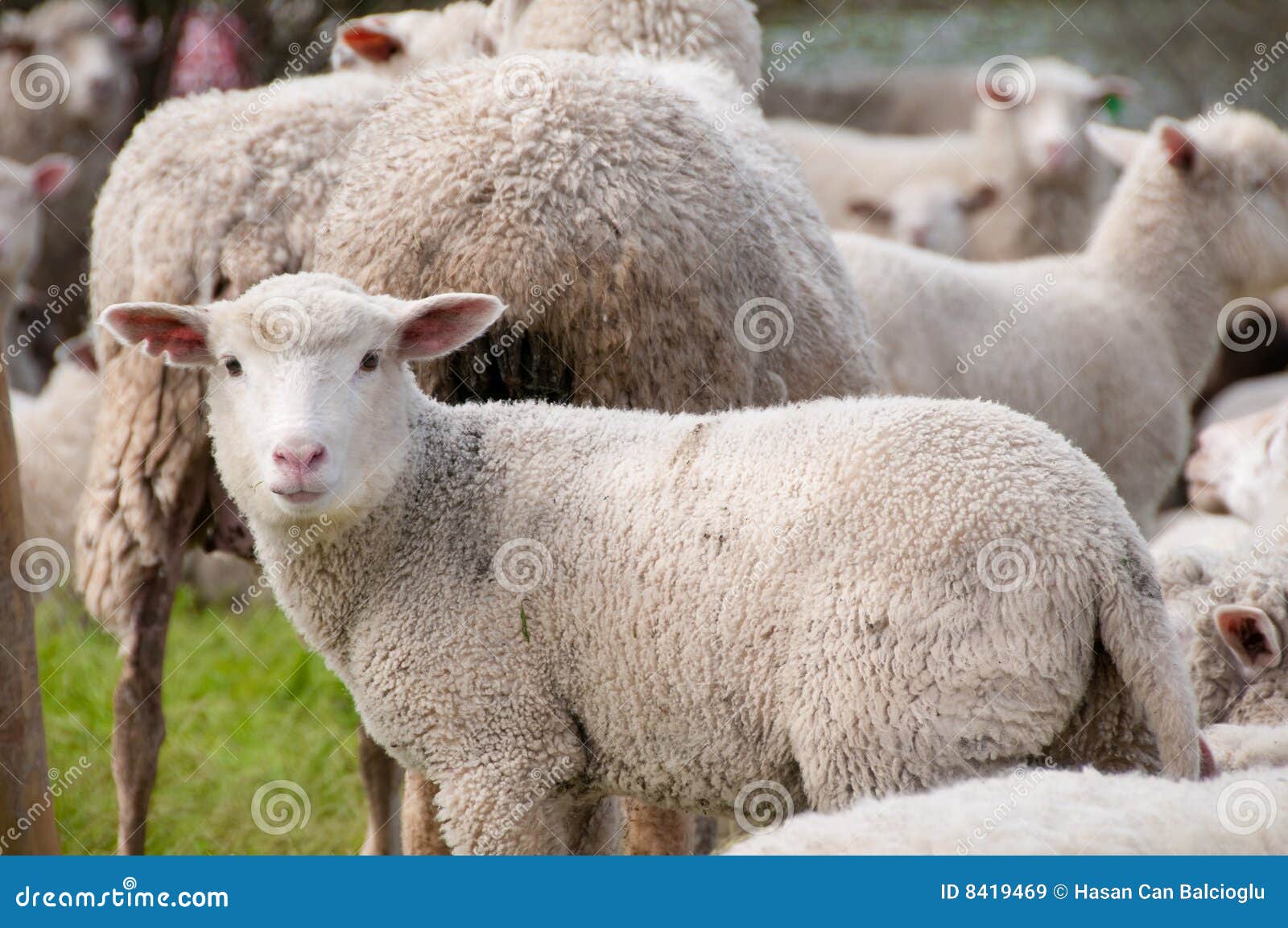Sheep Looking At Scenery Stock Photography | CartoonDealer.com #82957730