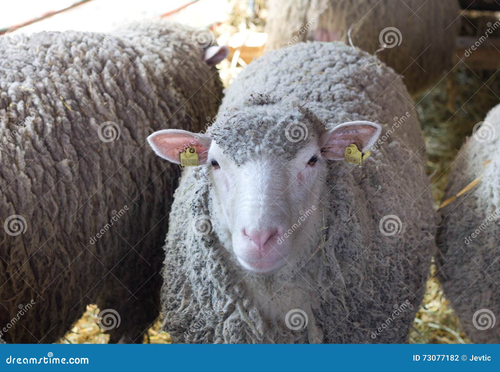 Sheep looking at camera stock photo. Image of ruminant - 73077182