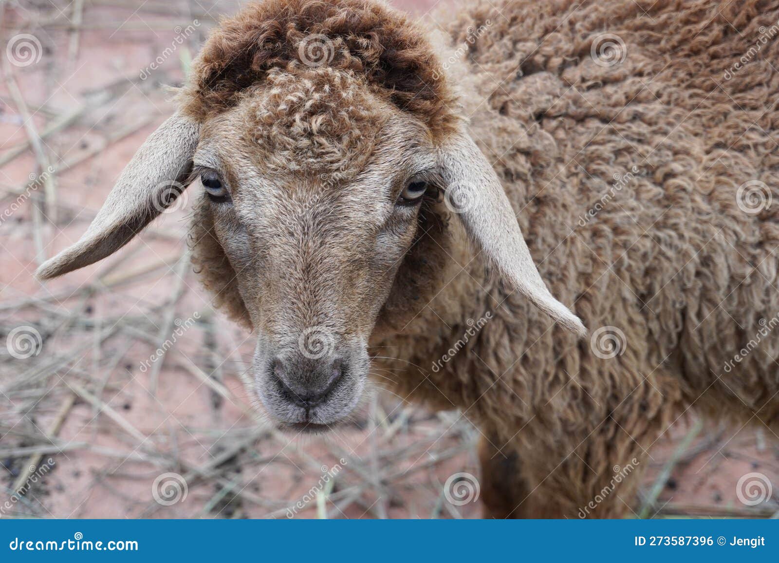 Sheep Looking at Camera in the Farm Stock Photo - Image of expression ...