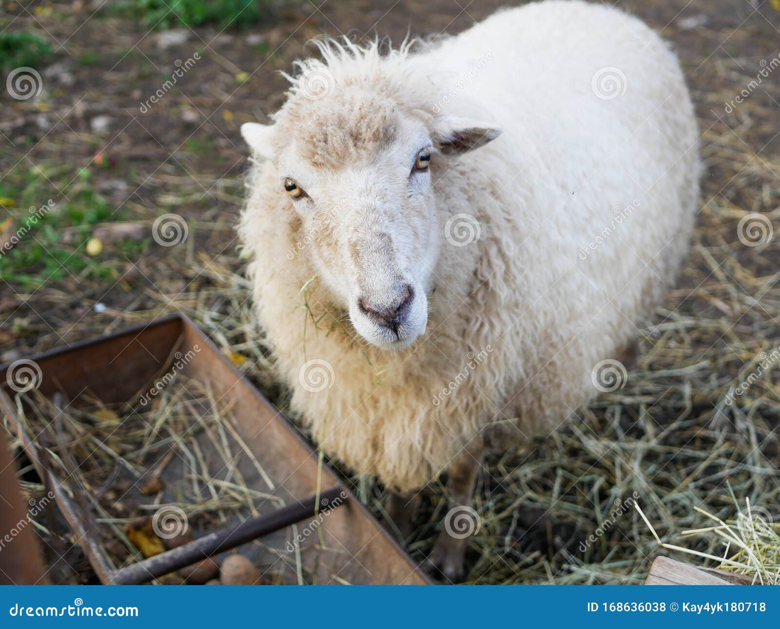 Sheep is Looking at the Camera. Sheep Looking at Camera in the Field ...