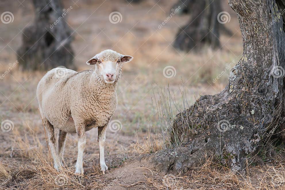 Sheep Looking at Camera in the Field Stock Photo - Image of cute ...
