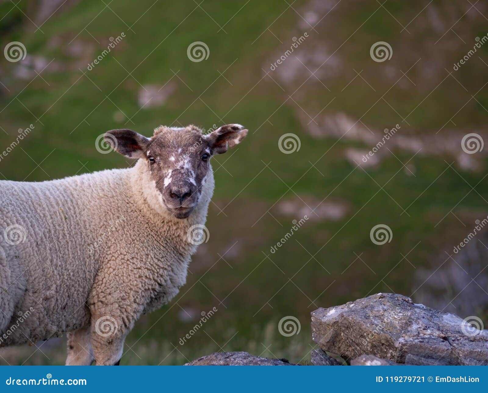 Sheep Looking into the Camera in the Peak District of Great Brit Stock ...