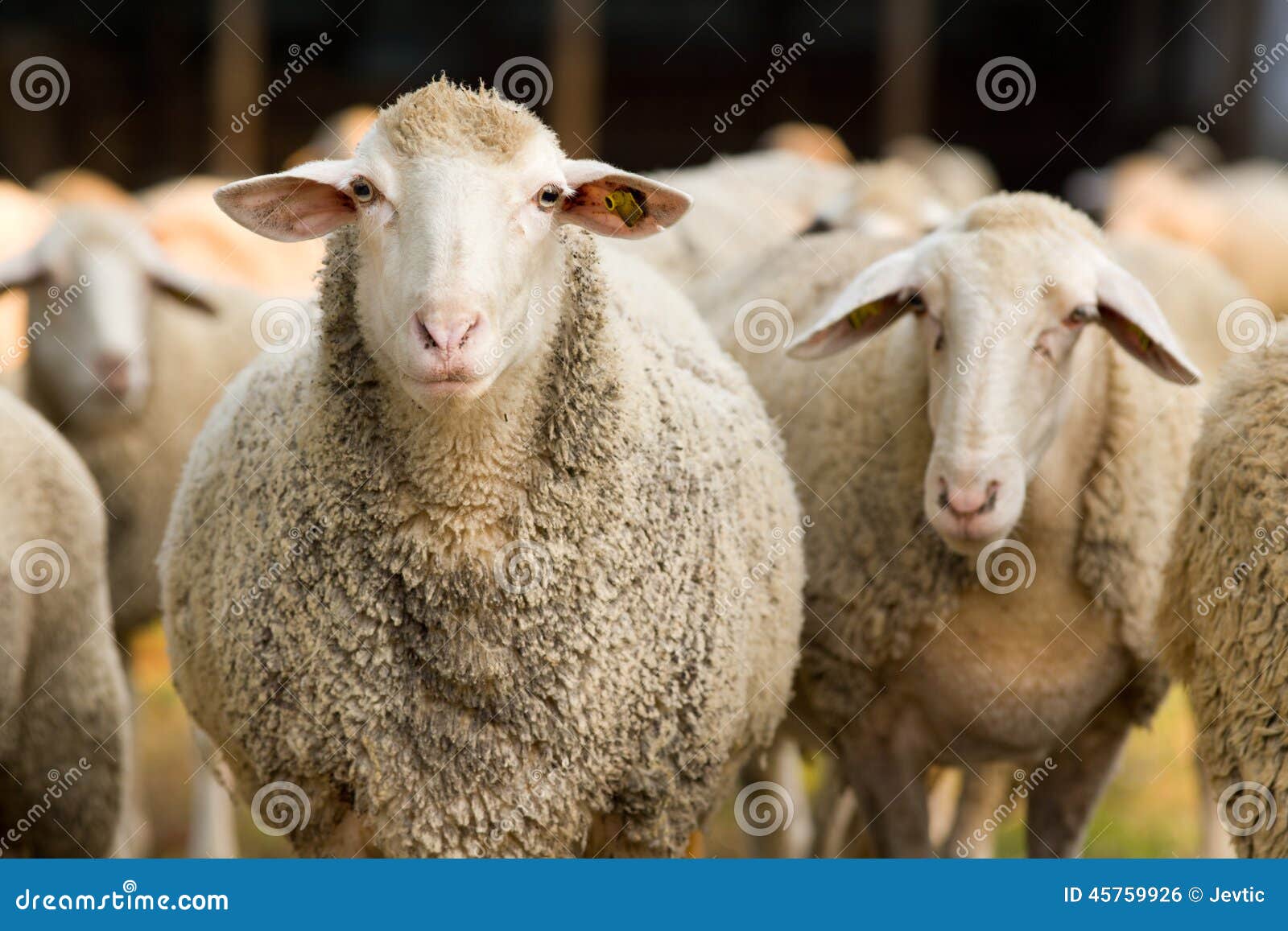Sheep looking at camera stock photo. Image of portrait - 45759926