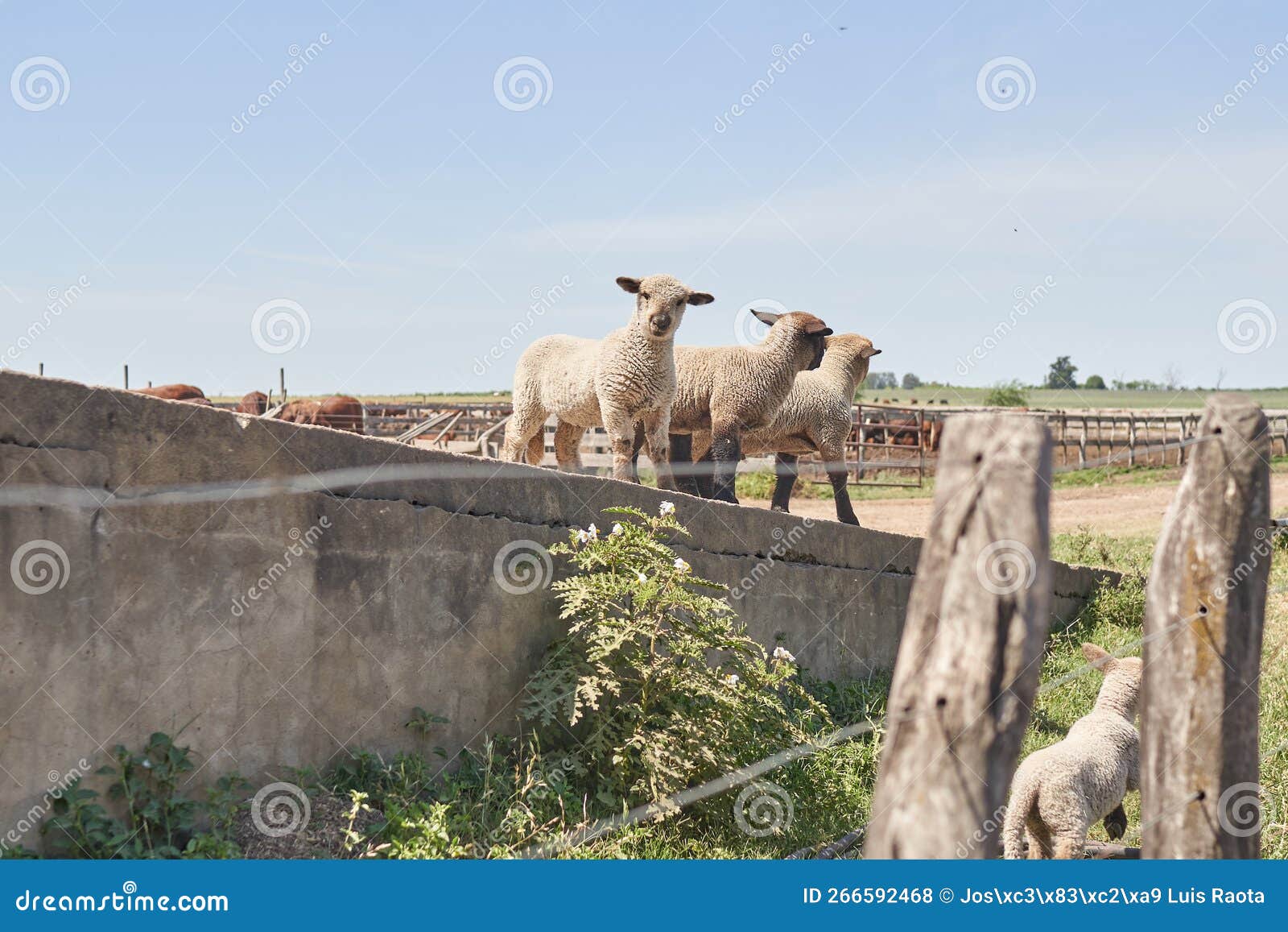 Sheep Looking at Camera. Rural Scene Stock Photo - Image of copy ...