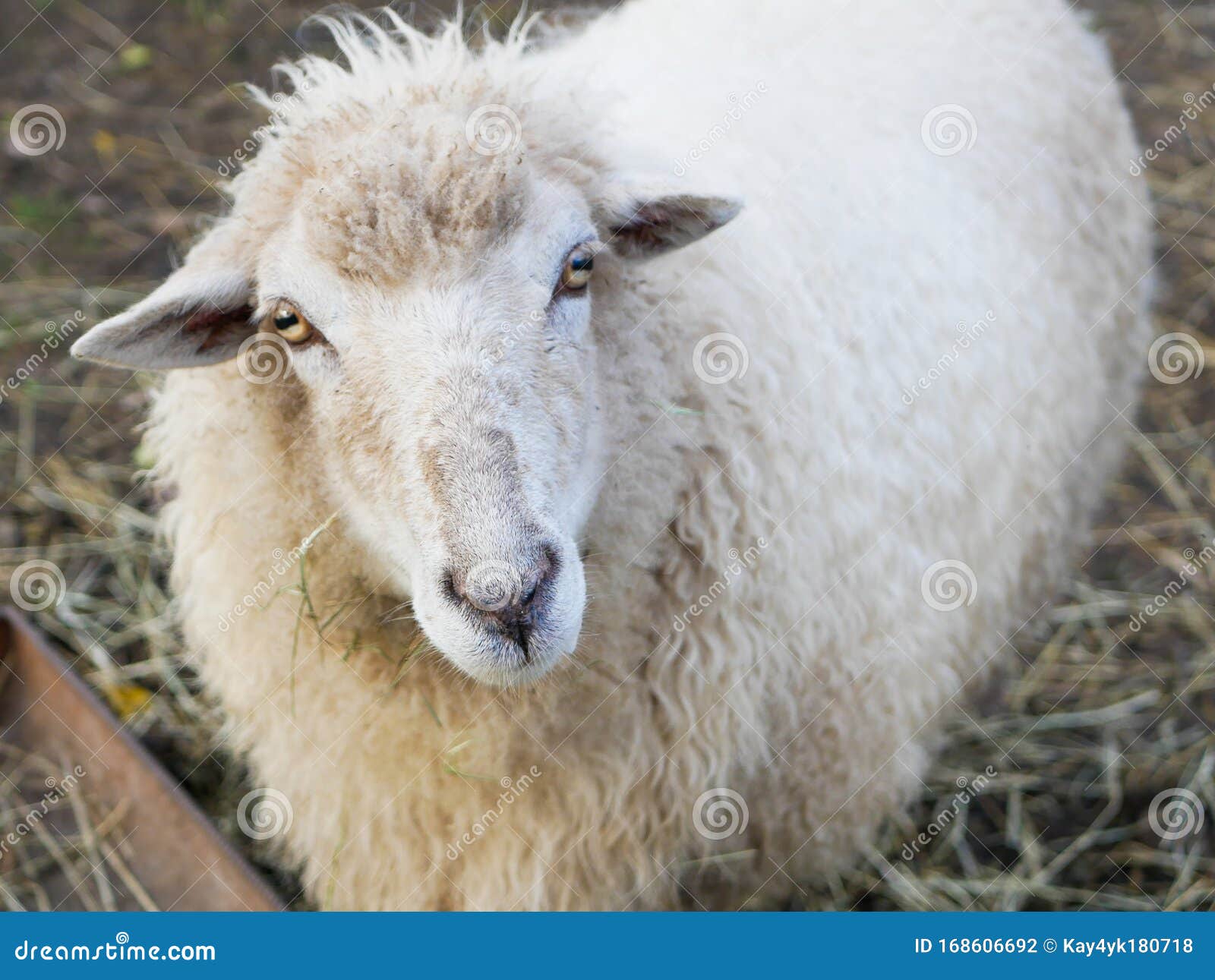 Sheep is Looking at the Camera. Sheep Looking at Camera in the Field ...