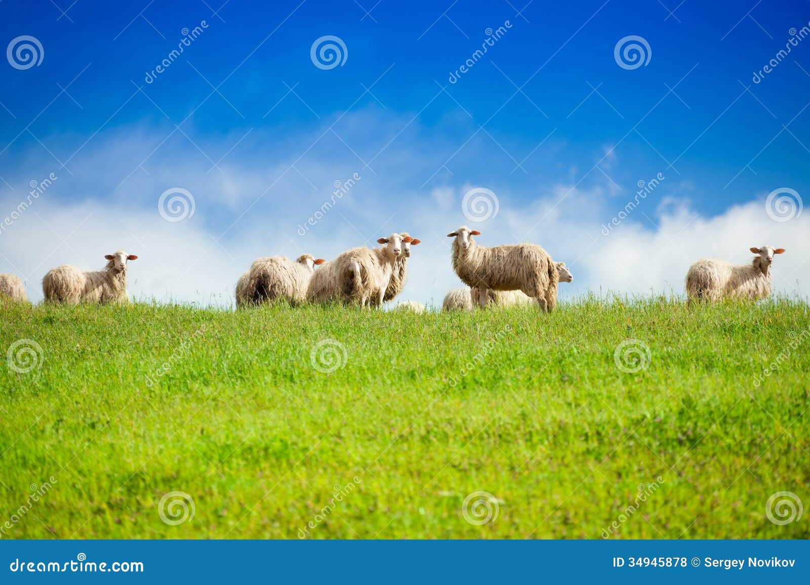 Sheep looking at camera stock photo. Image of clouds - 34945878