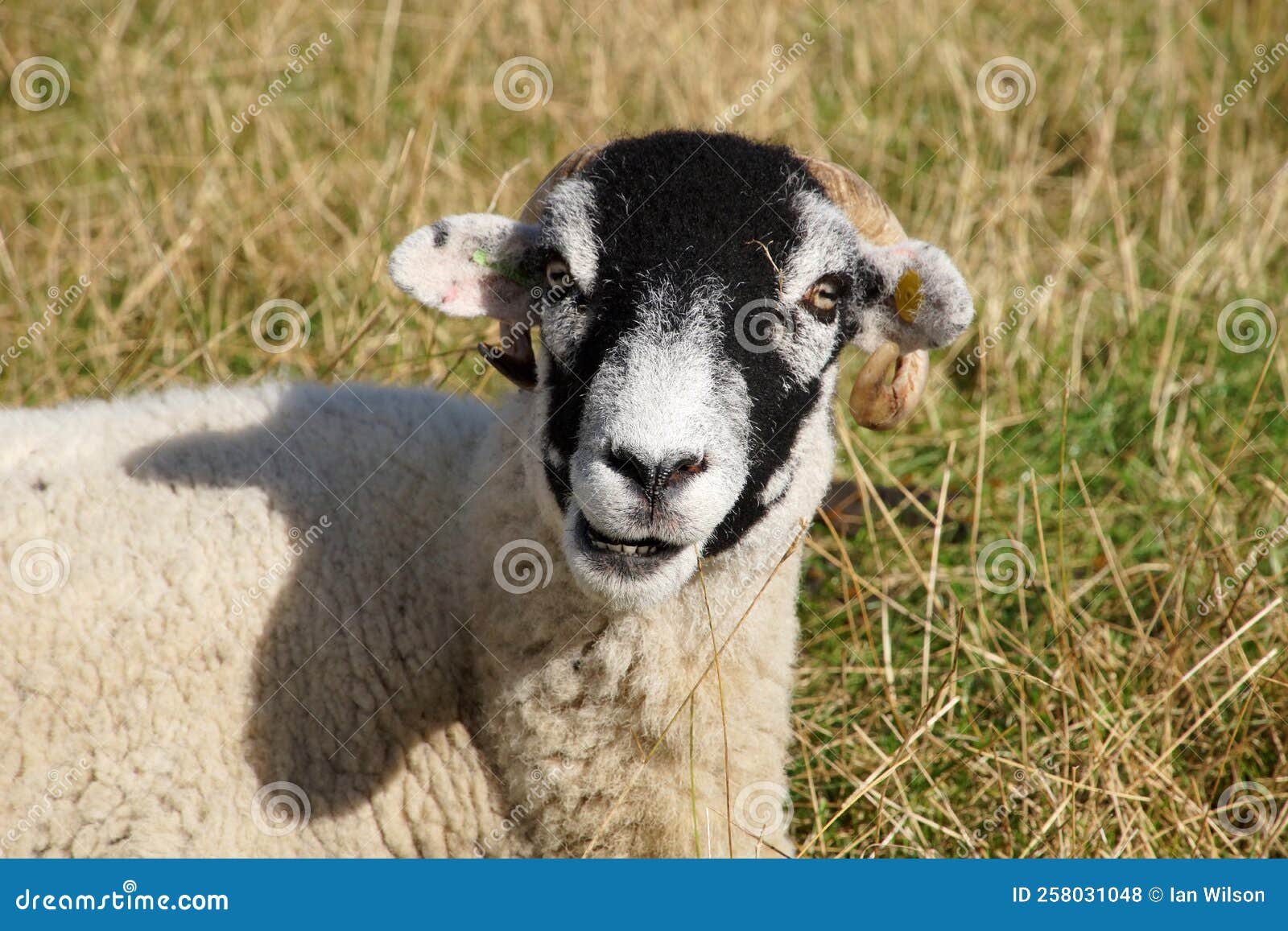 Portrait of a Sheep Chewing on Grass Stock Photo - Image of lamb ...