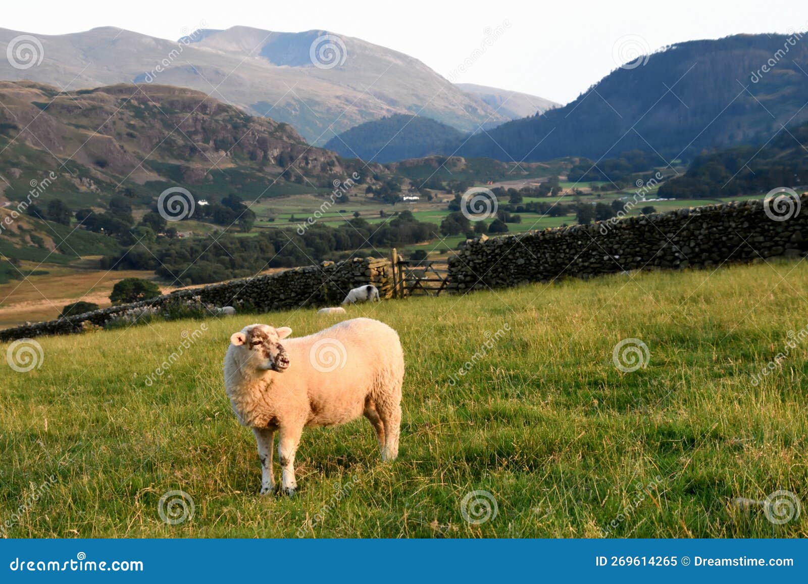 A Sheep Lost in Space and Time Stock Image - Image of grass, time ...
