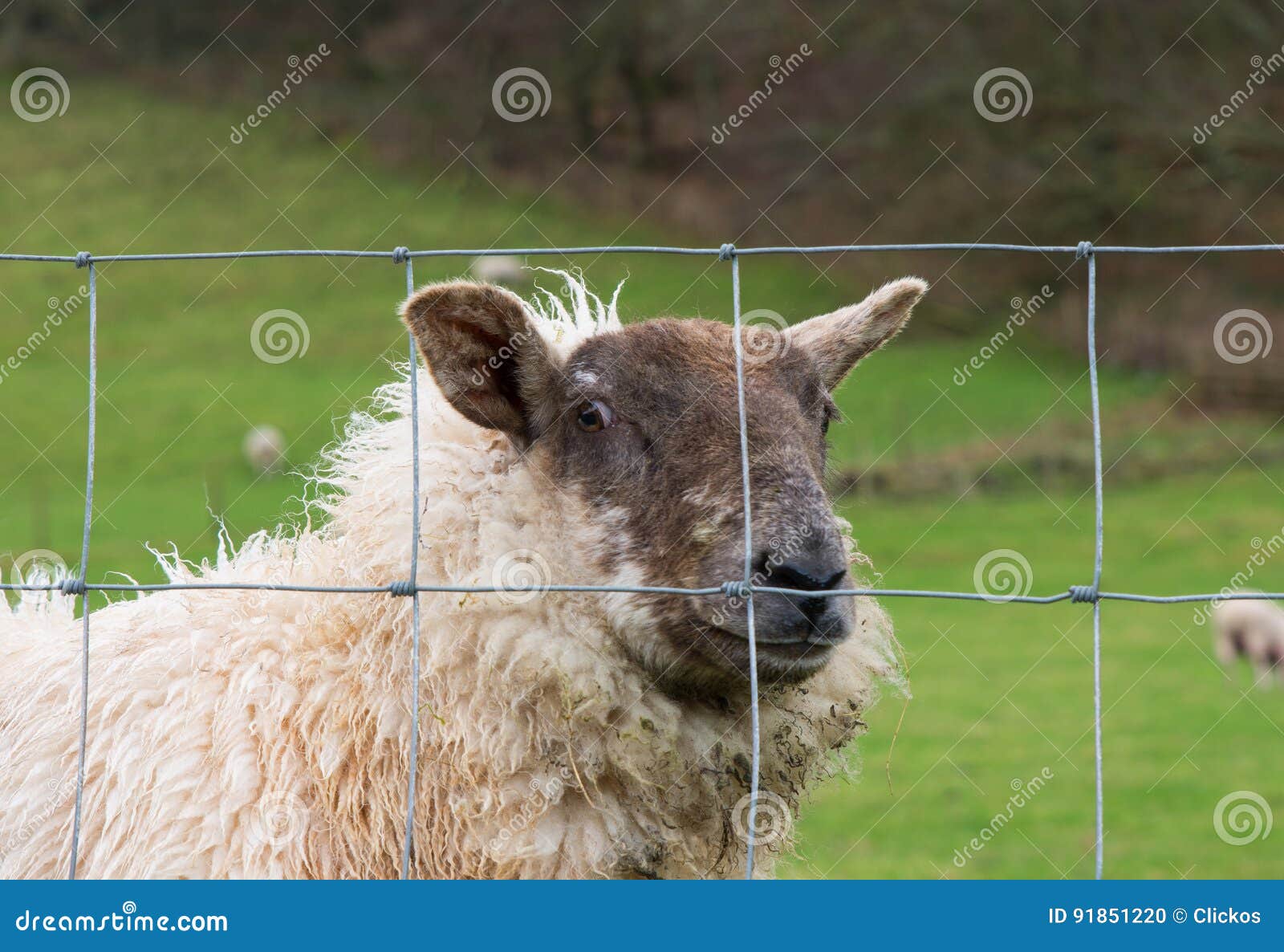 Sheep Looking through Fence Stock Photo - Image of fleece, staring ...