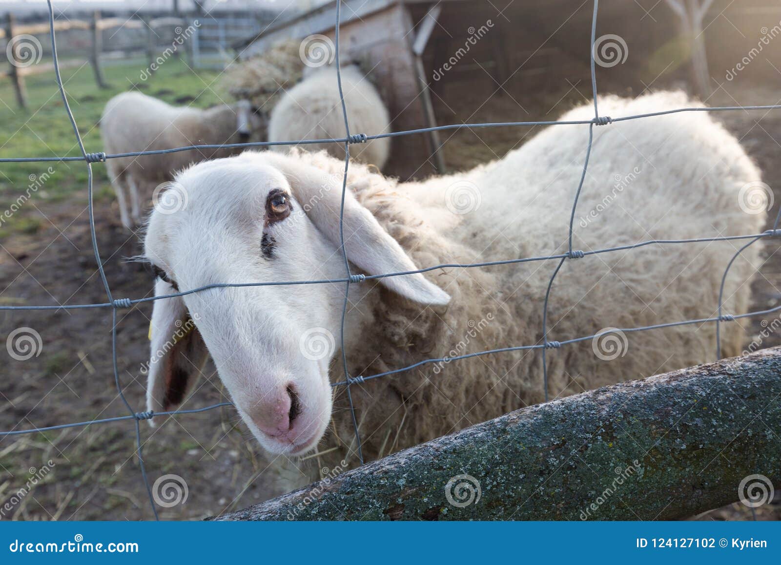 A Sheep Looking through the Fence Stock Photo - Image of young, caged ...