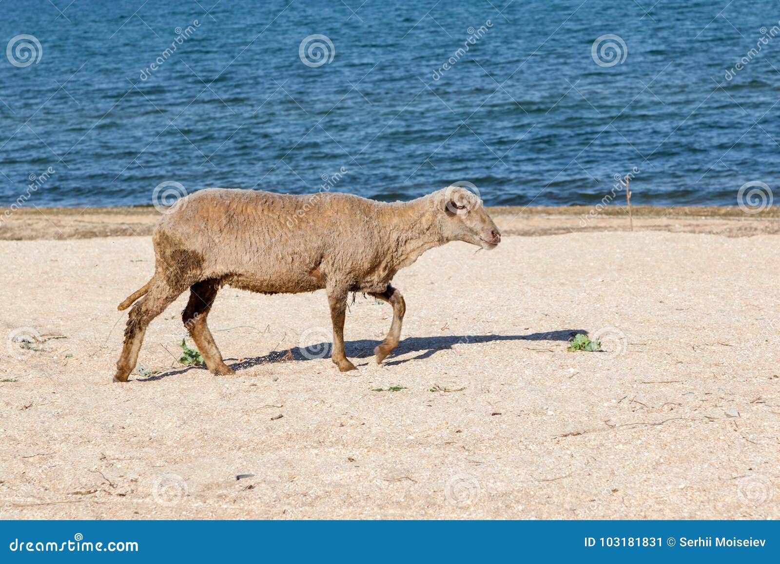 A sheep on the beach stock image. Image of dirty, life - 103181831