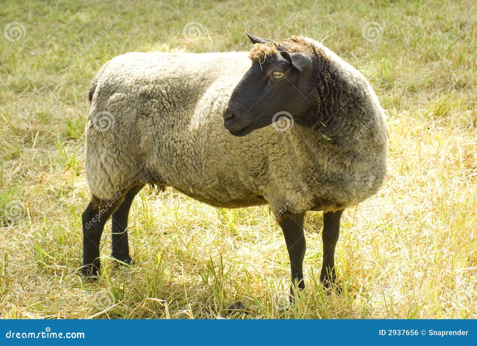 Sheep Looking Left stock photo. Image of left, wool, searching - 2937656