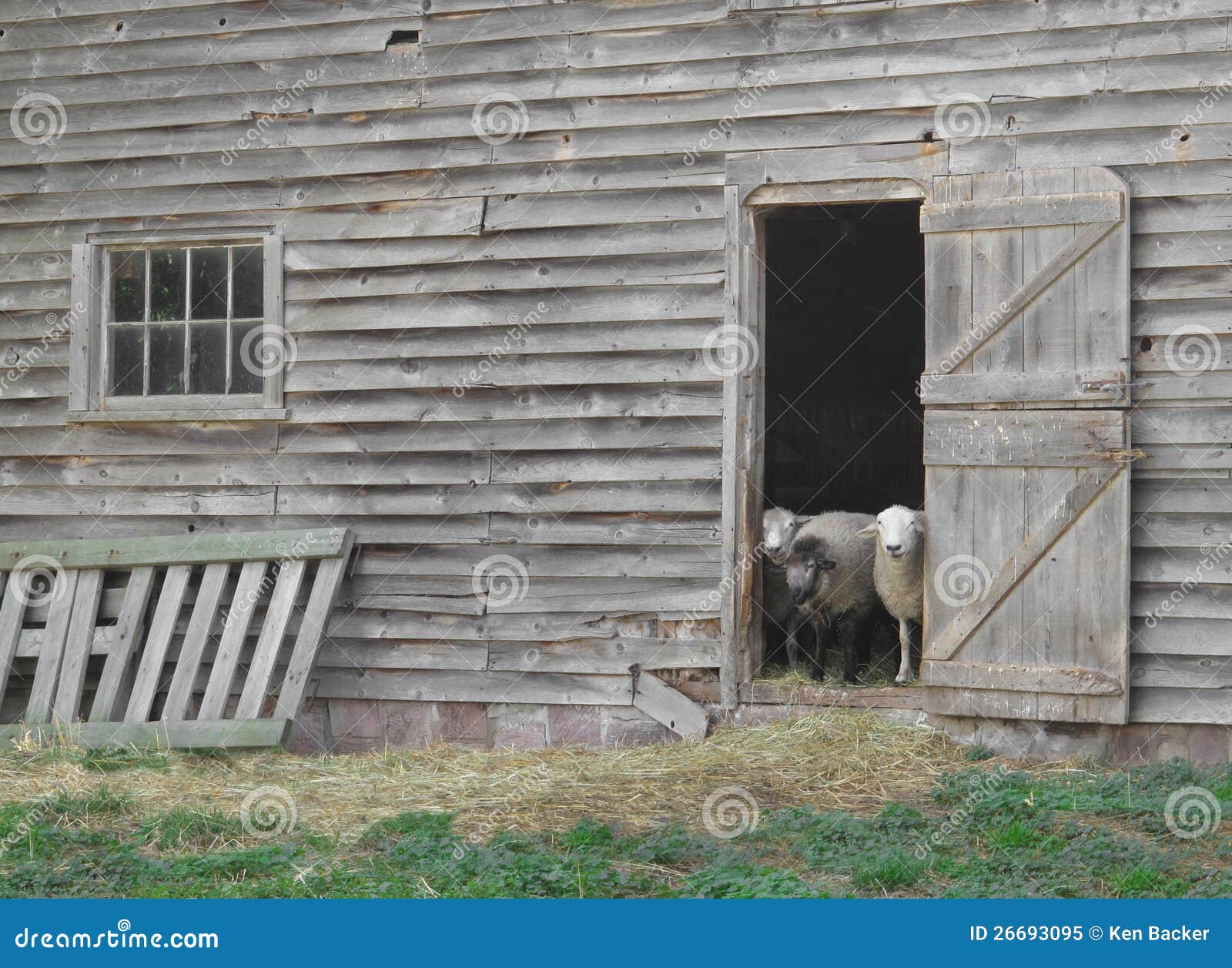 501 Barn Door Sheep Stock Photos - Free & Royalty-Free Stock Photos ...