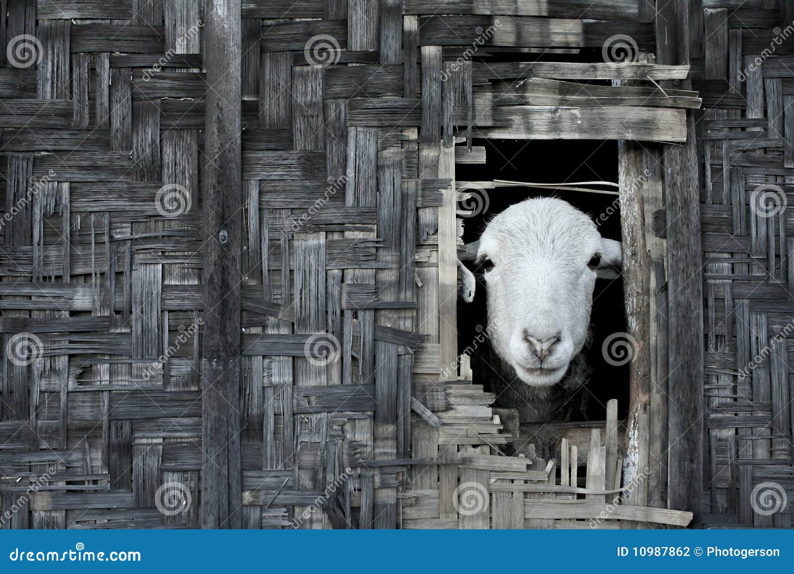 Sheep Looking Out from Thatched Bamboo Hut Stock Photo - Image of ...