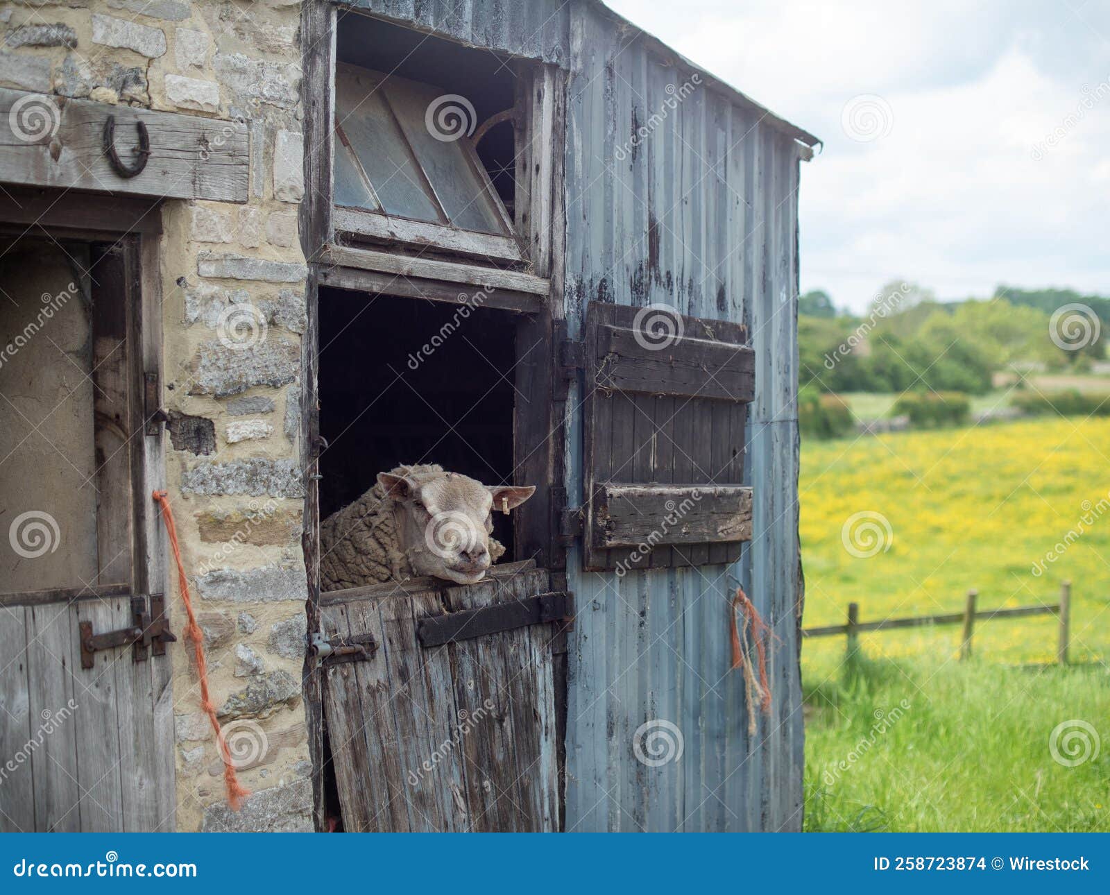 Sheep Looking Out the Window of a Wooden Barn. Stock Photo - Image of ...
