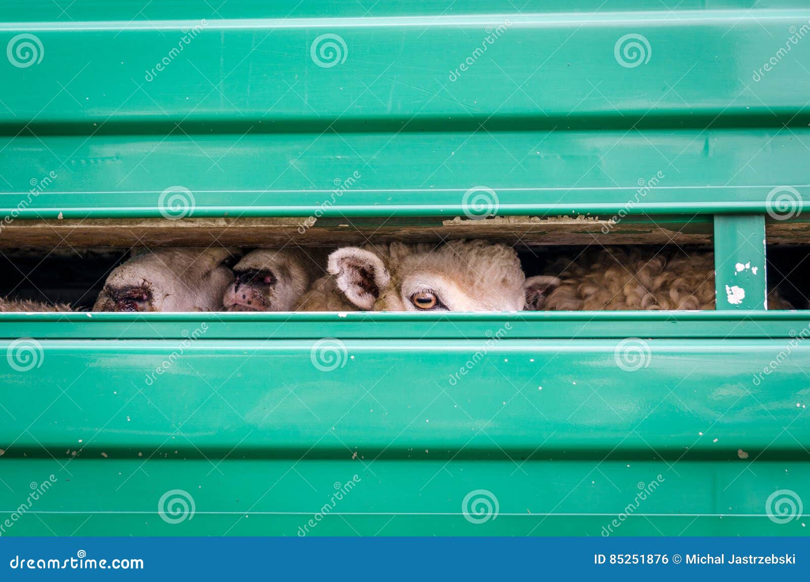Sheep Looking Outside the Vehicle Stock Photo - Image of vehicle ...