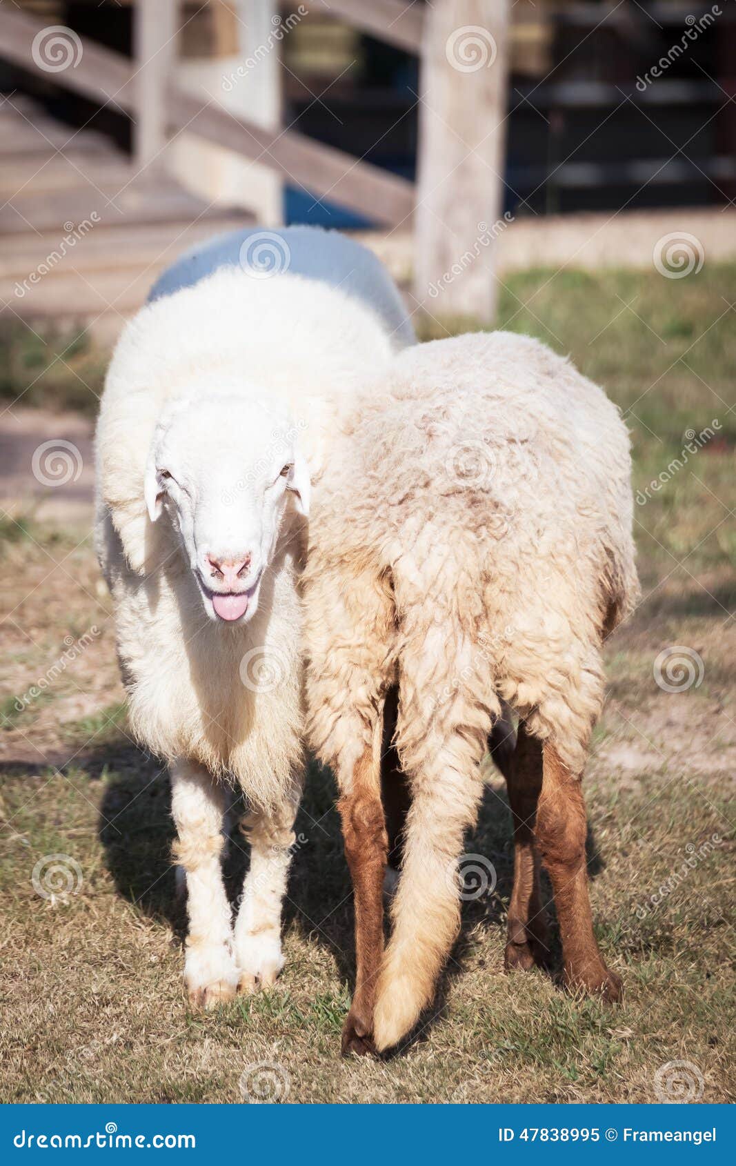 Sheep Looking and Smiling and Back of Sheep Stock Image - Image of ...