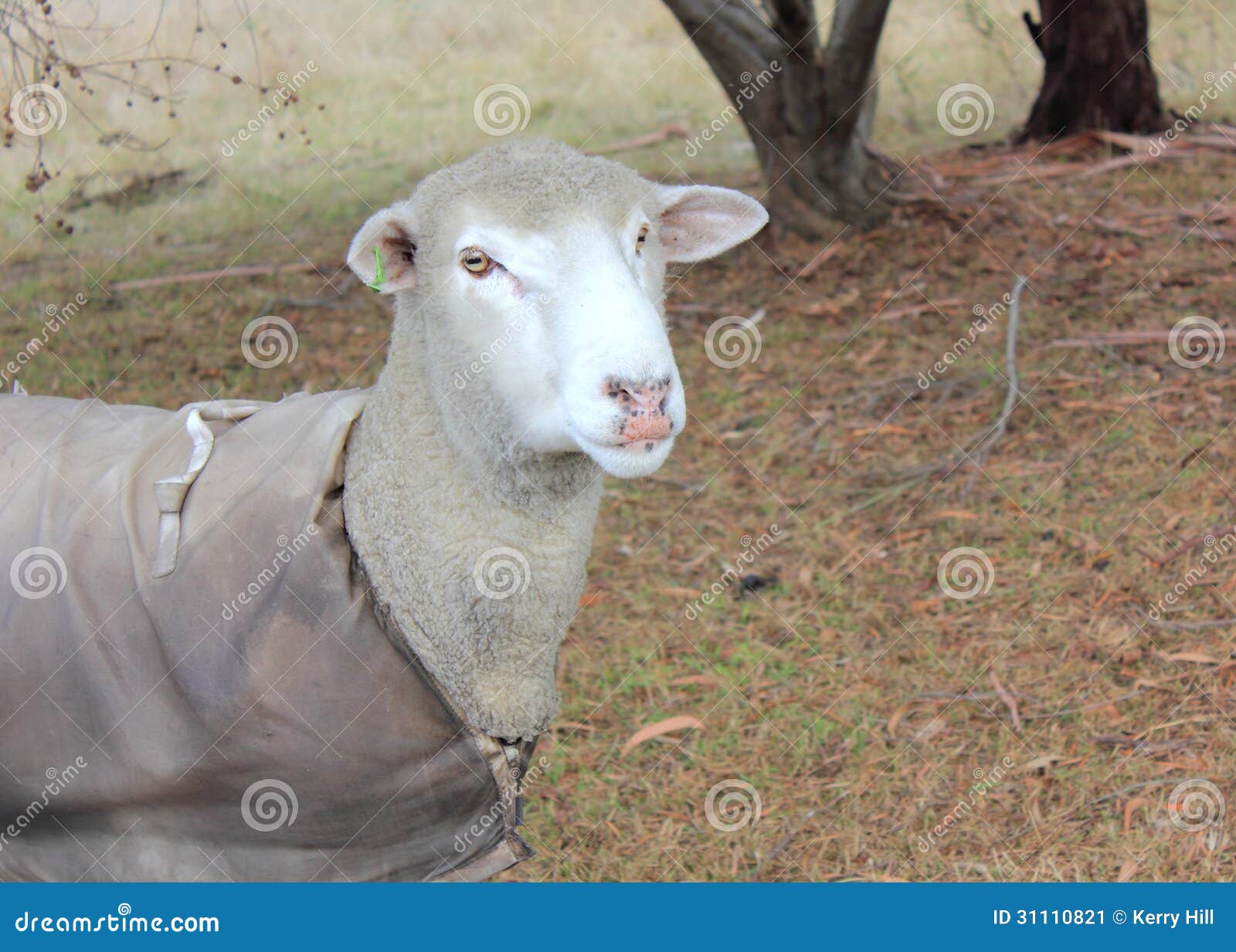 Australian Sheep looking stock image. Image of look, pasture - 31110821