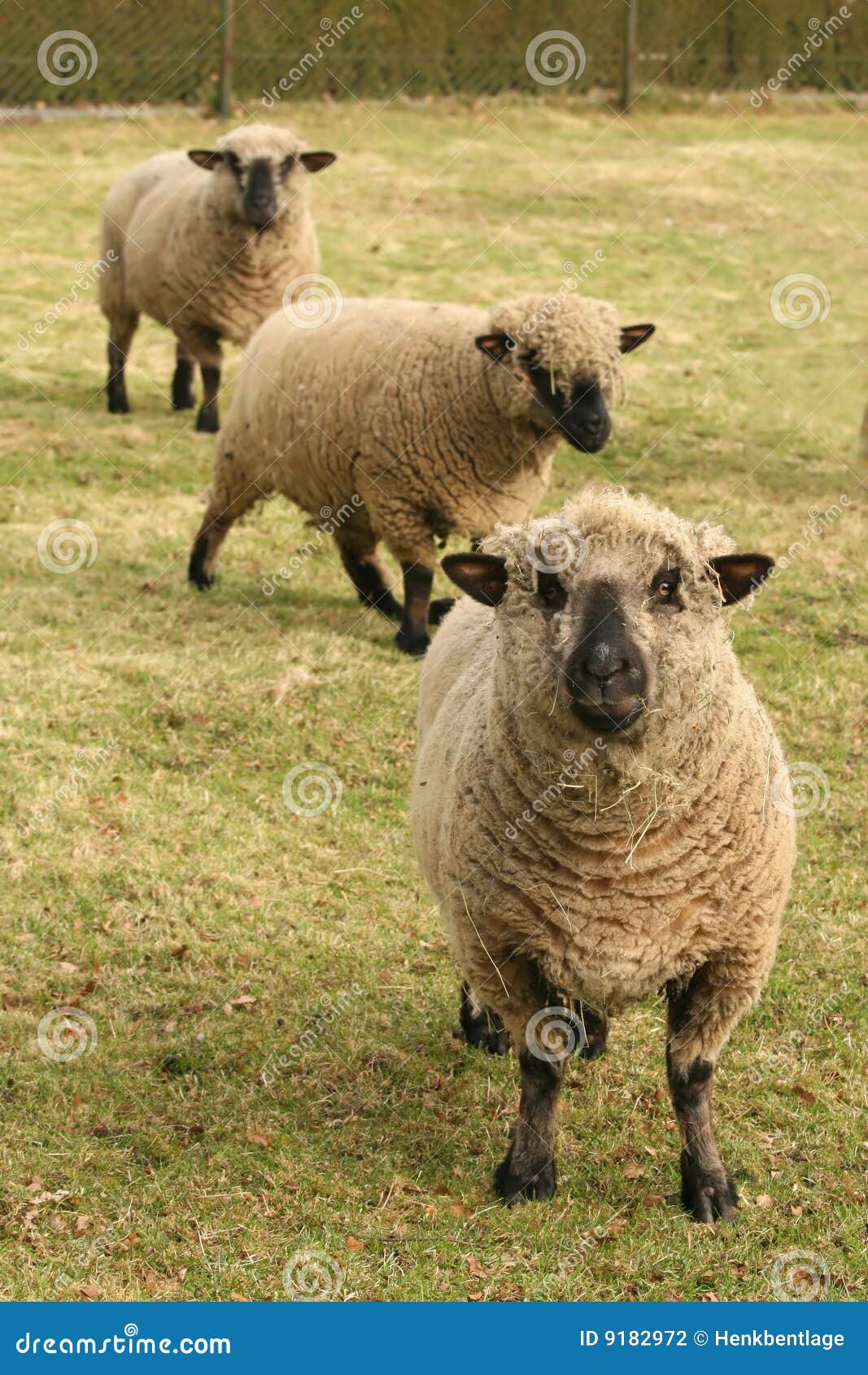 Sheep looking at you stock photo. Image of sheep, farm - 9182972