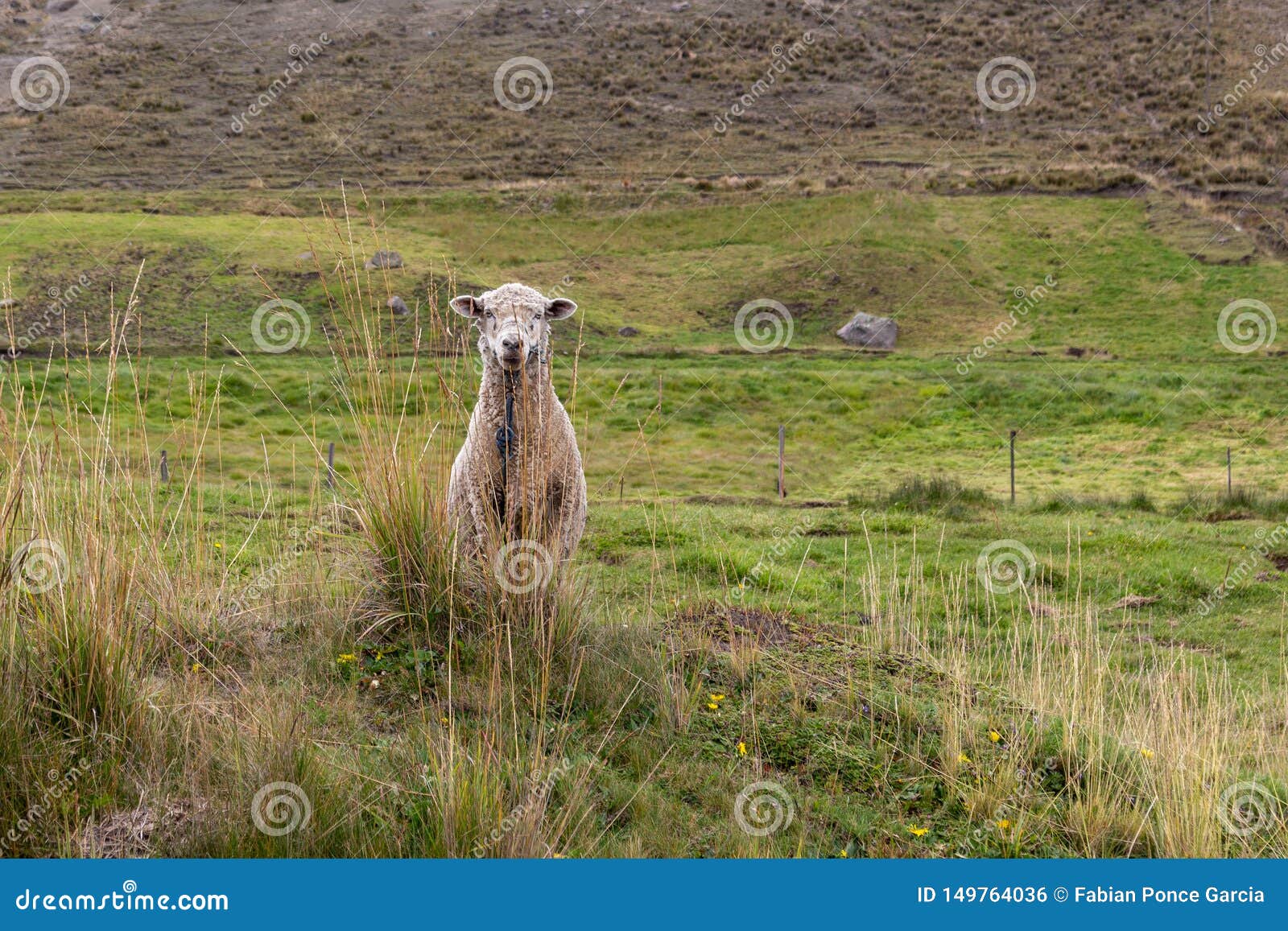 A Sheep Looks Forward in the Middle of a Pasture Stock Photo - Image of ...
