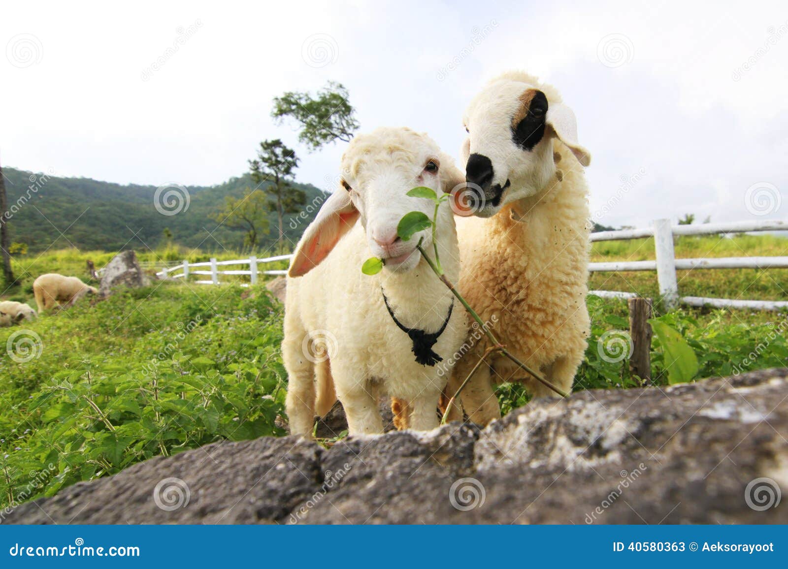Sheep in love stock image. Image of lovely, together - 40580363