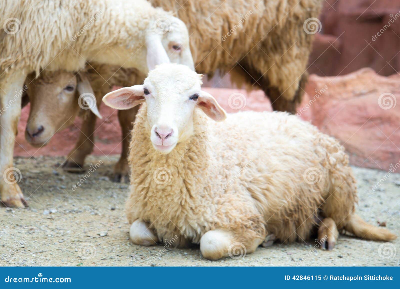 Sheep in a lovely zoo stock image. Image of agriculture - 42846115