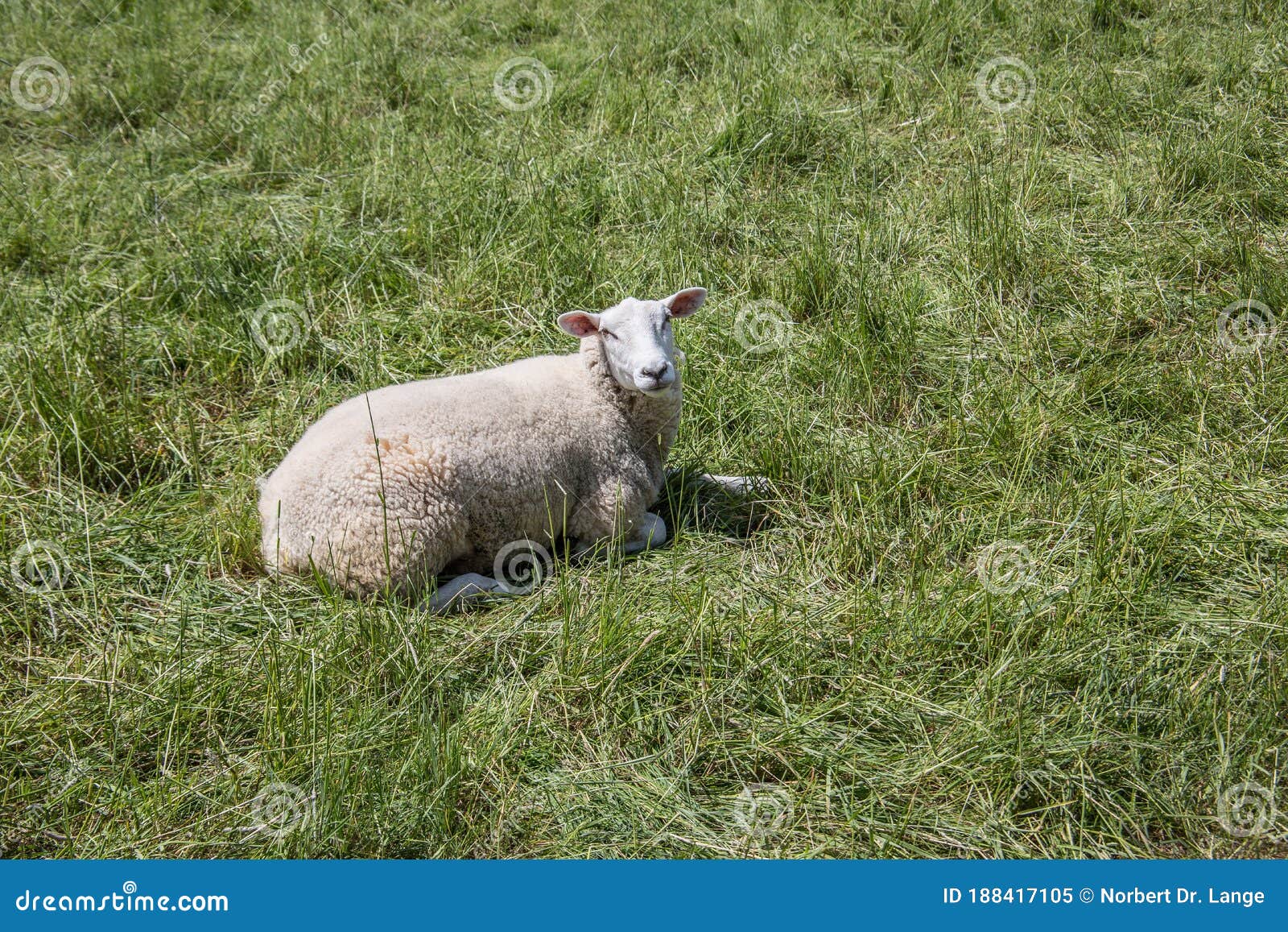 Sheep on Lush Green Pasture Stock Image - Image of pasture, lying ...