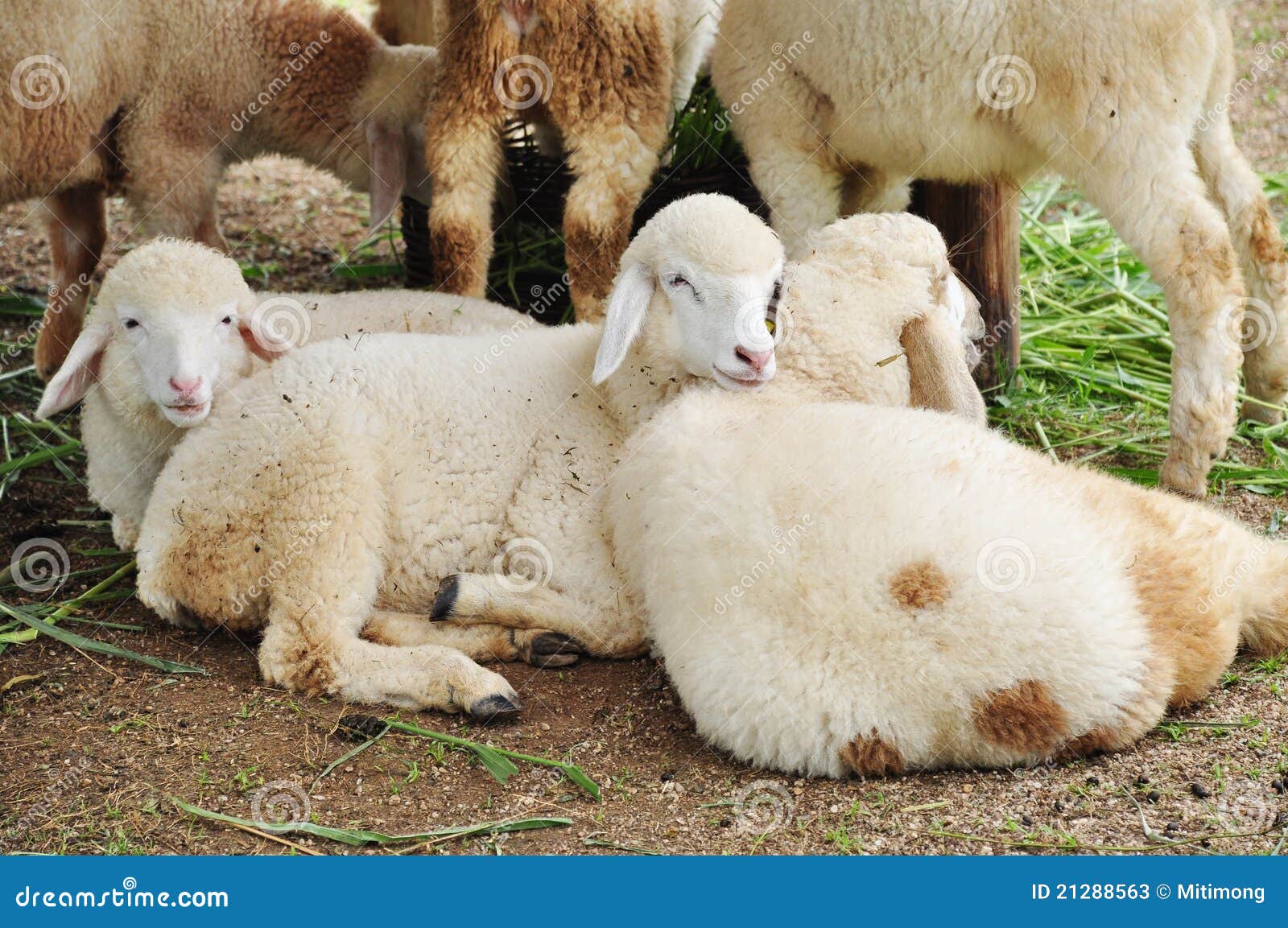 Sheep is lying stock image. Image of lamb, animal, nature - 21288563