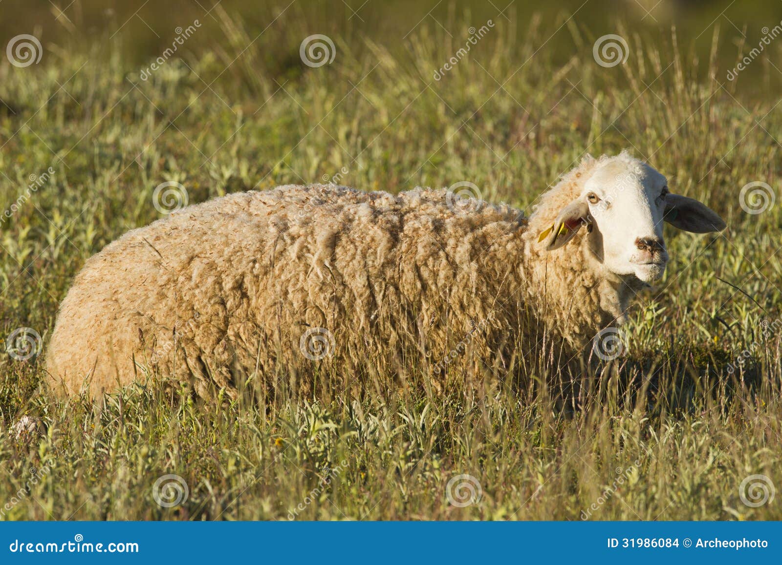 Sheep stock photo. Image of field, rural, sheep, breed - 31986084