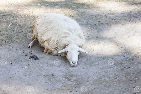 Sheep Lying Down on the Grass and Looking Camera. Stock Photo - Image ...