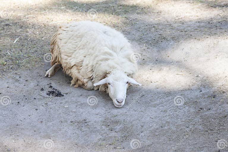 Sheep Lying Down on the Grass and Looking Camera. Stock Photo - Image ...