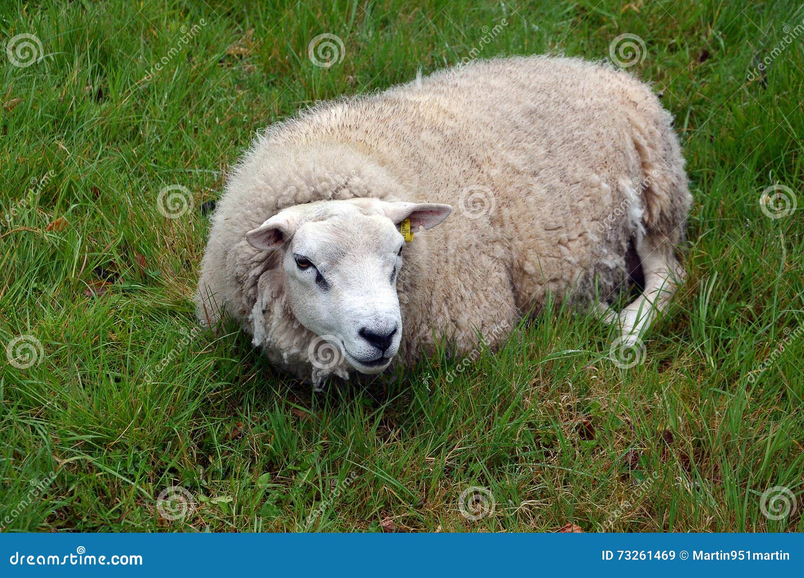 Sheep Lying on the Grass Photography Stock Image - Image of wool, head ...