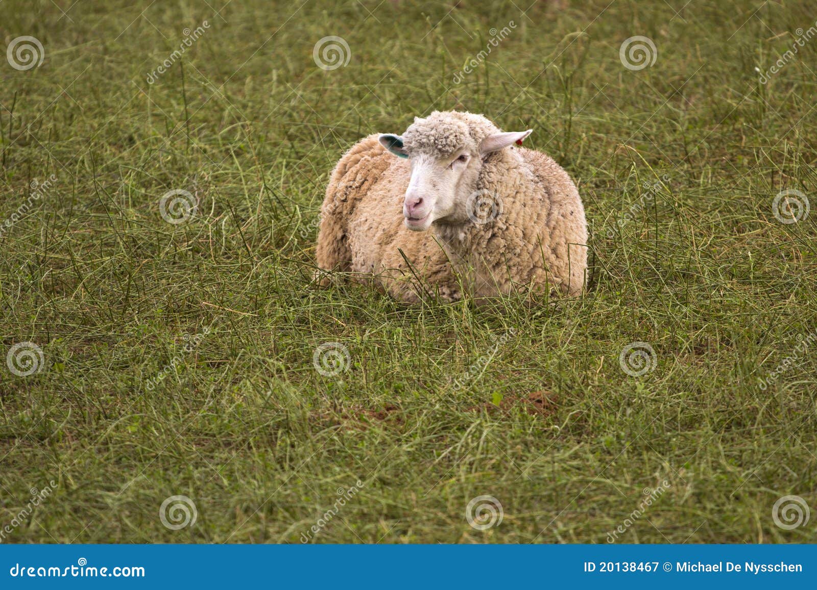 Sheep Lying in a Green Field Stock Image - Image of agriculture, sheep ...