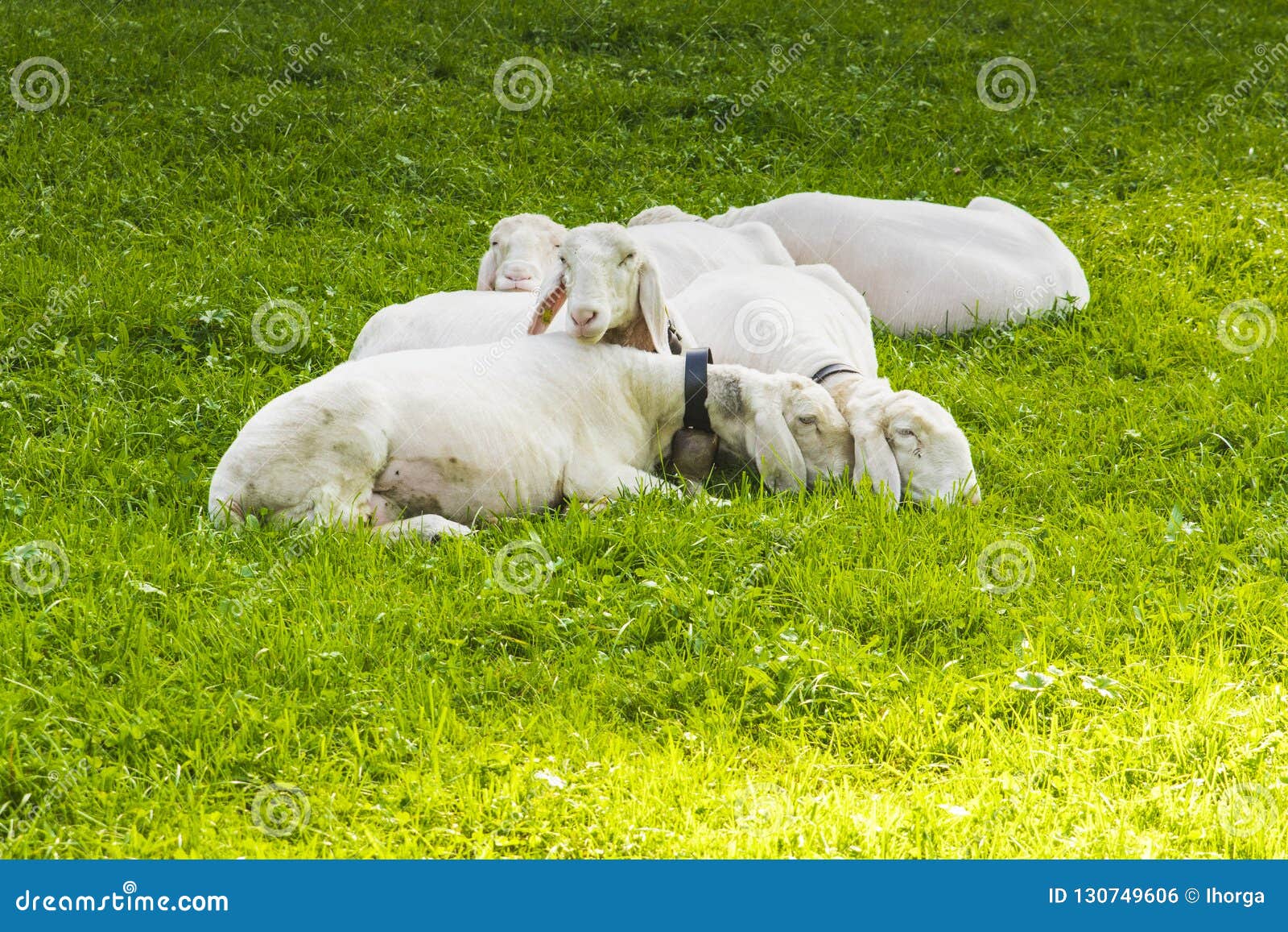 Sheep Lying in Green Fields Stock Photo - Image of happy, grass: 130749606