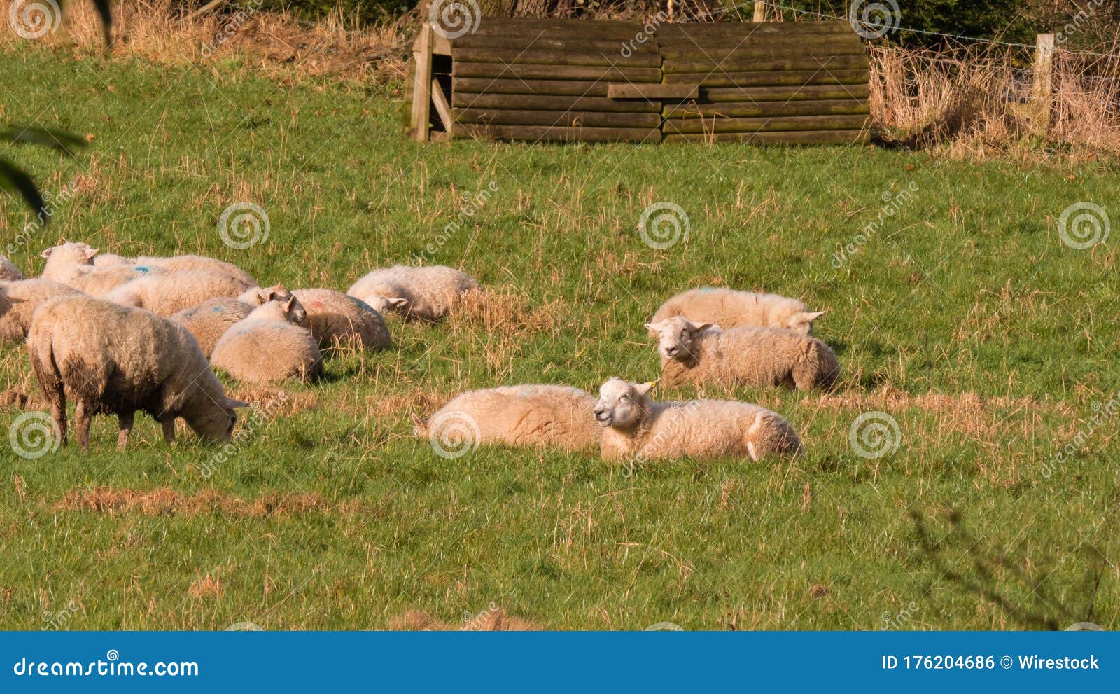 Sheep Lying on the Green Grass in the Field in the Countryside Stock ...