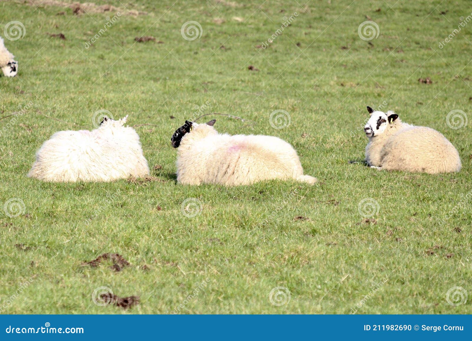 Sheep Lying on Green Grass stock photo. Image of pasture - 211982690