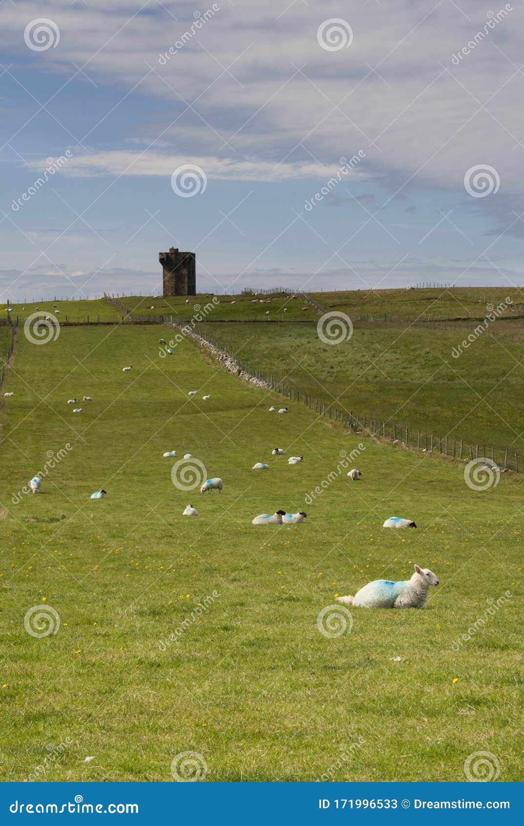 Sheep and ancient tower stock image. Image of nature - 171996533