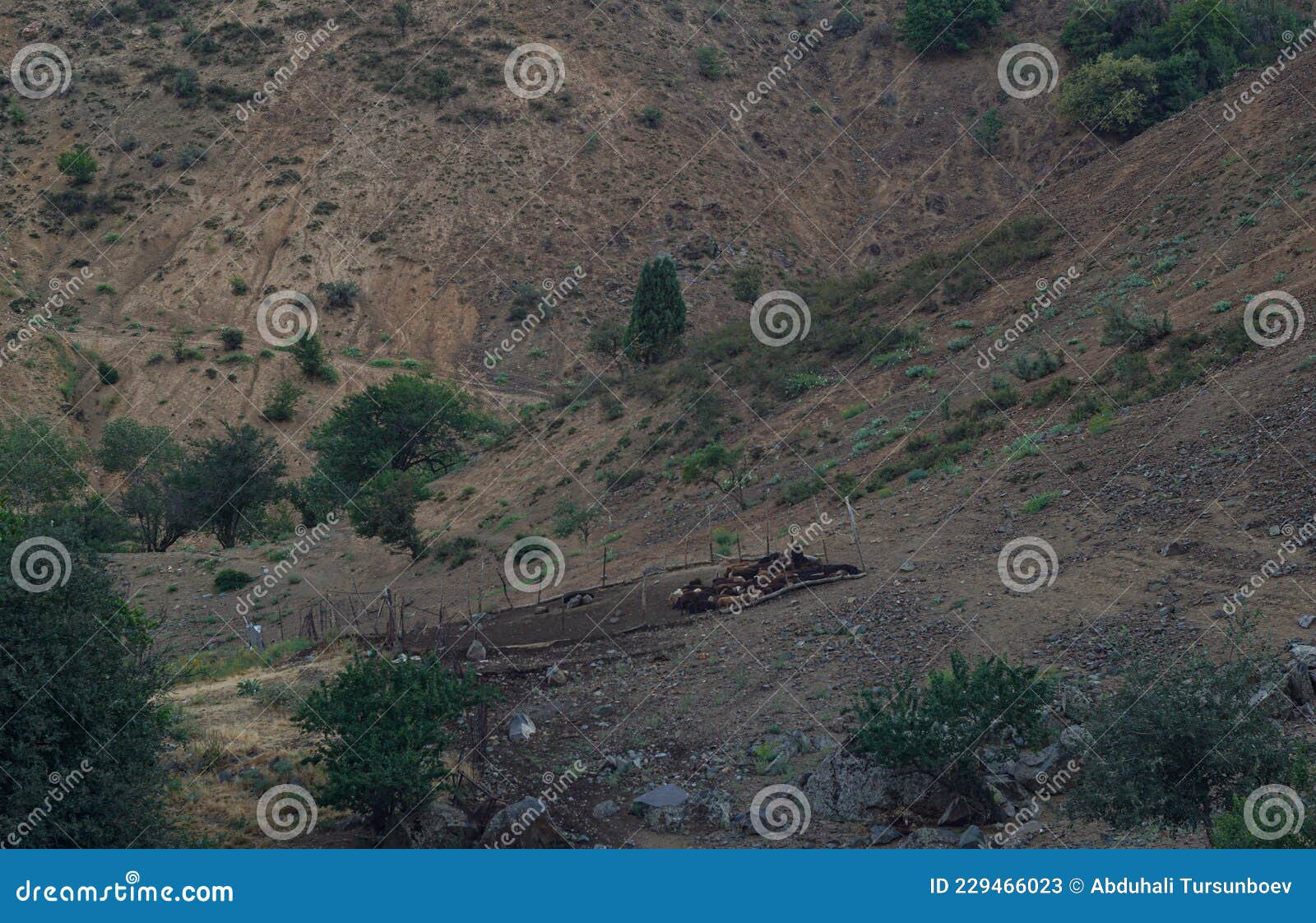 The Sheep are Lying in the Nest Stock Image - Image of farmland, travel ...