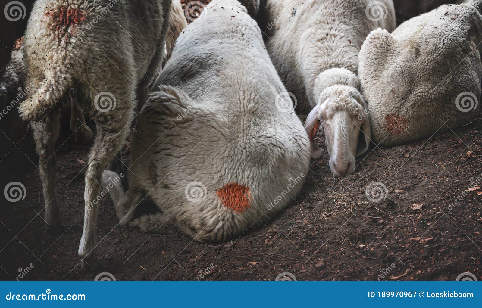 Sheep Lying on Sand Surrounded by Three Sheep Backs with Red Marks ...